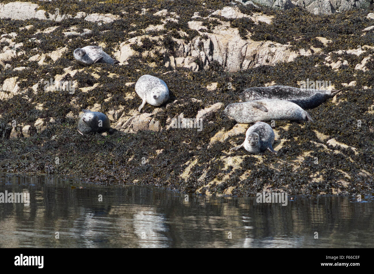 Marine colony hi-res stock photography and images - Alamy