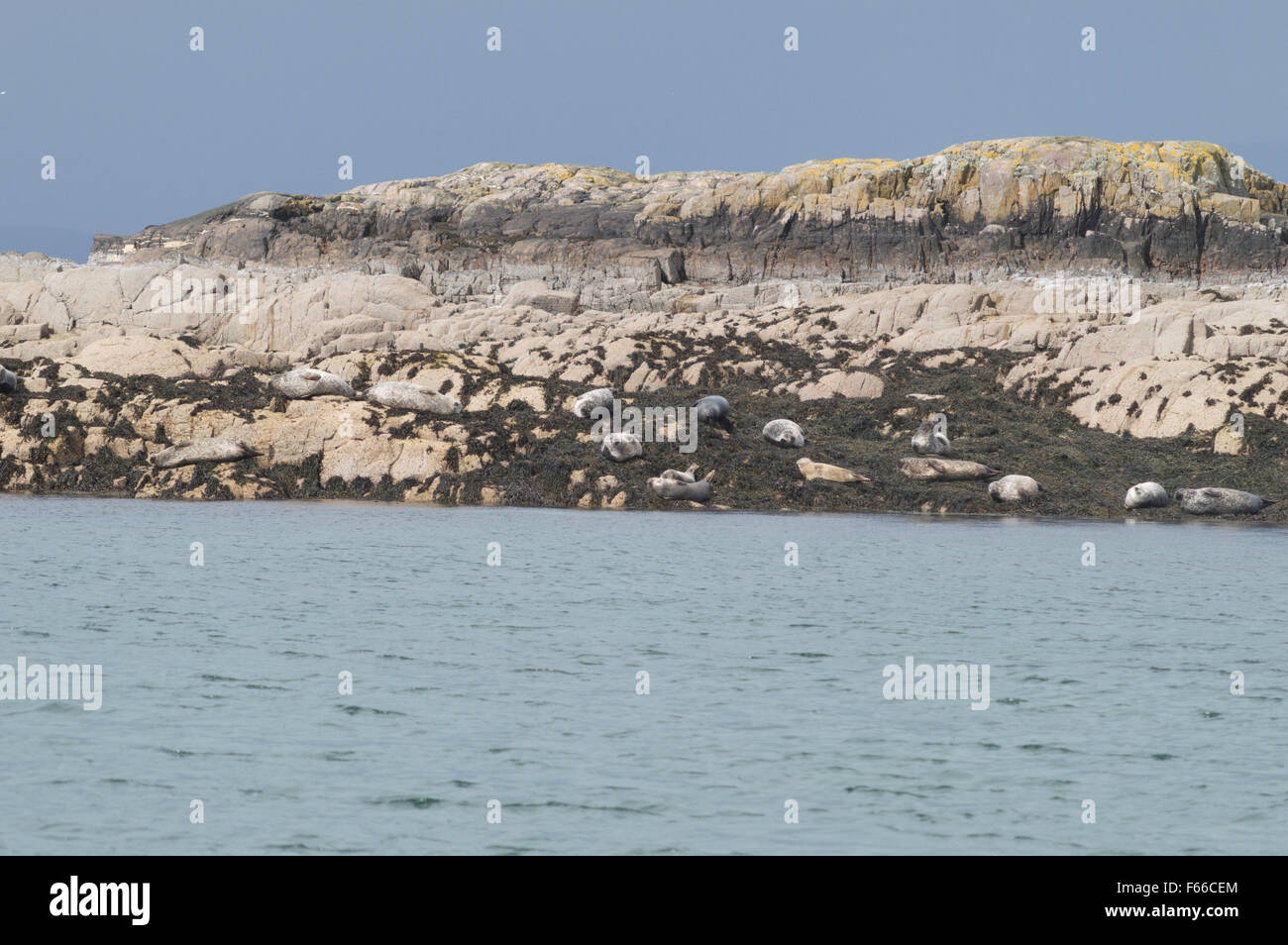 Marine colony hi-res stock photography and images - Alamy