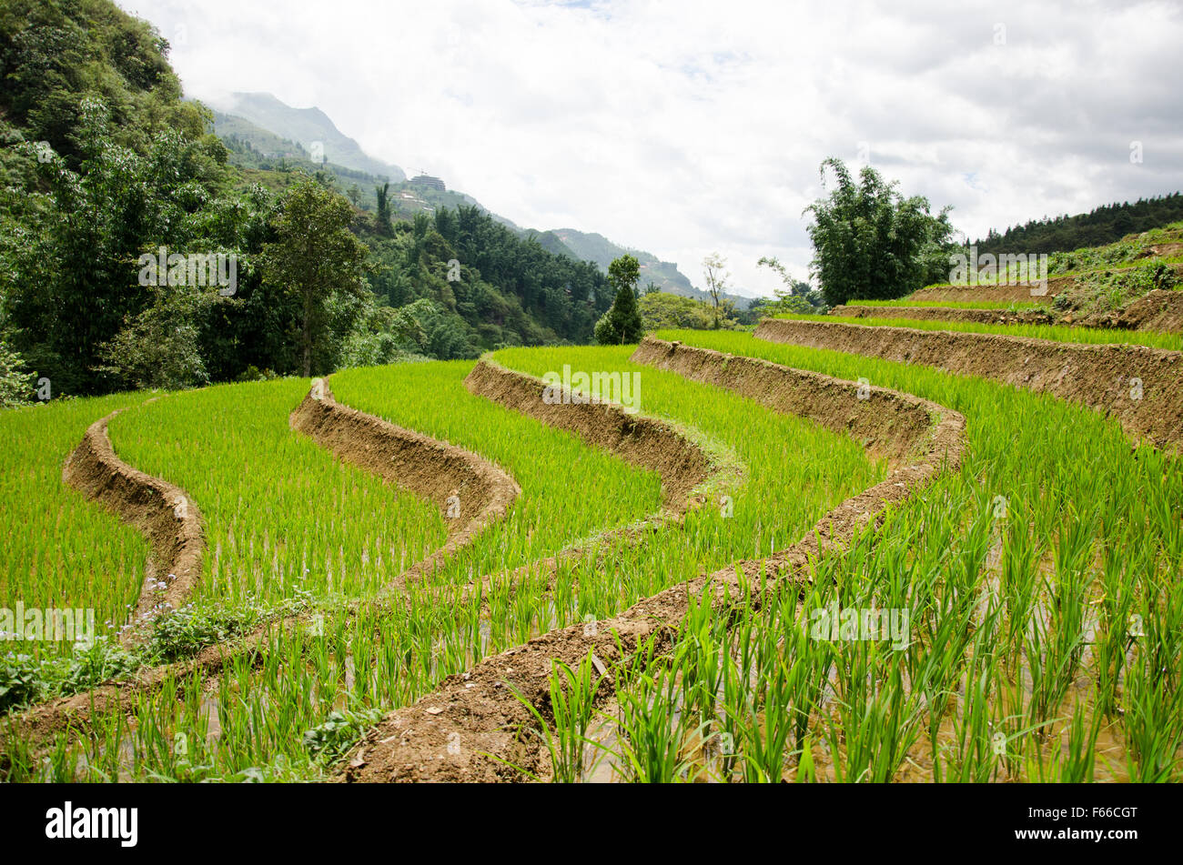 Terraced rice fields Stock Photo - Alamy