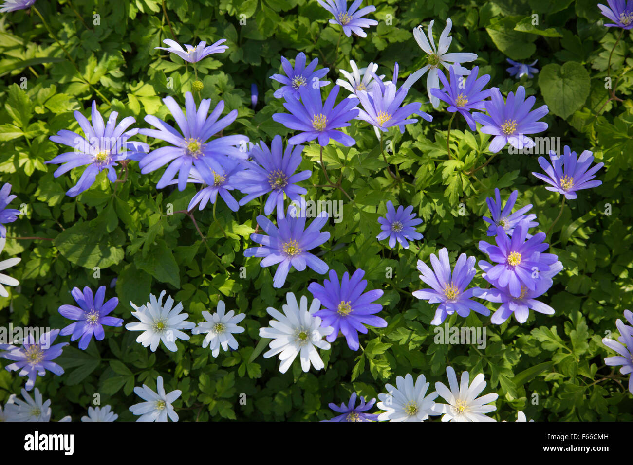 Aster alpines hi-res stock photography and images - Alamy