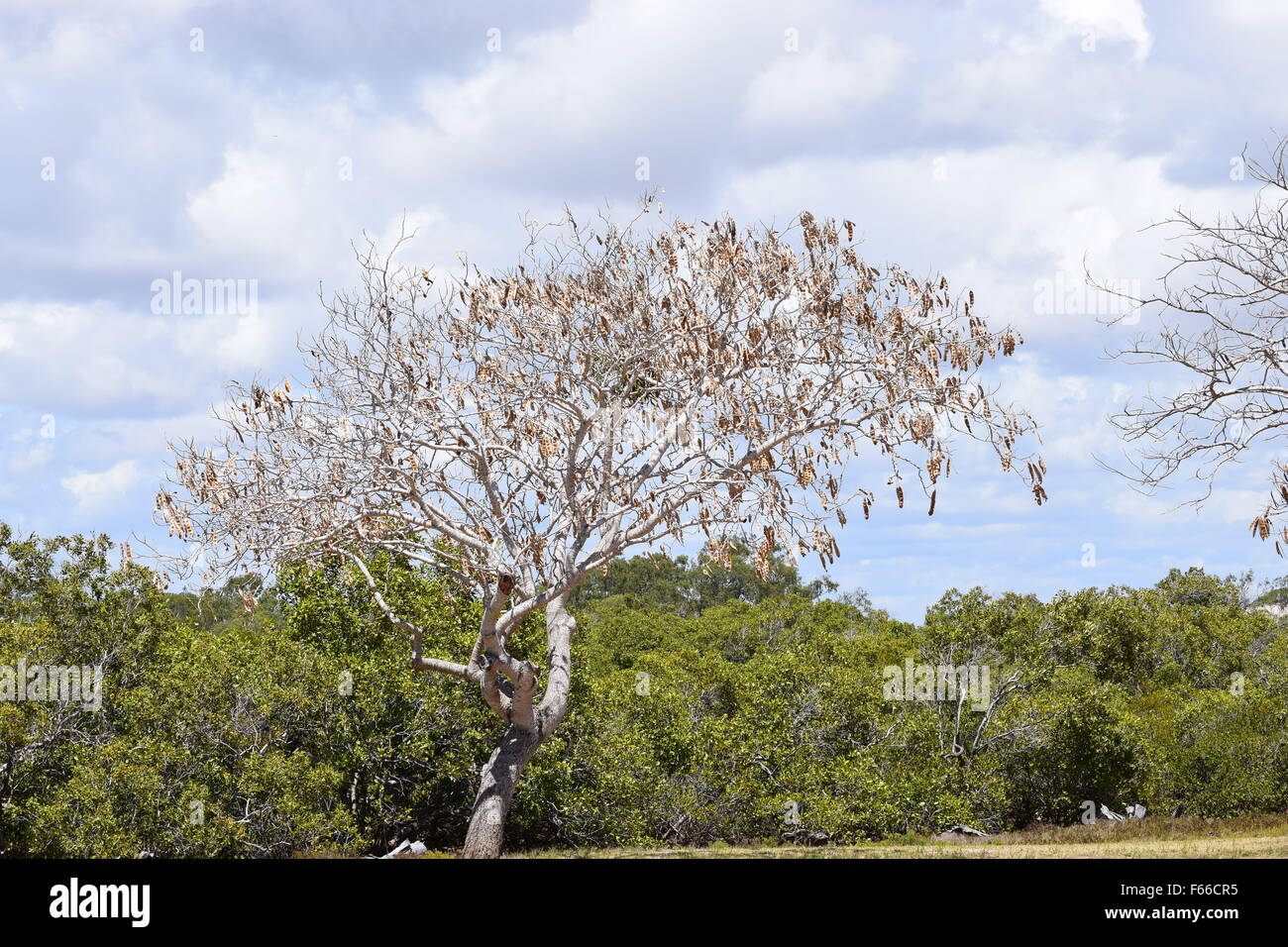 Golden pods hi-res stock photography and images - Alamy