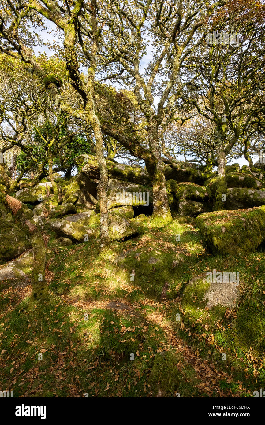 Wood contrast hi-res stock photography and images - Alamy