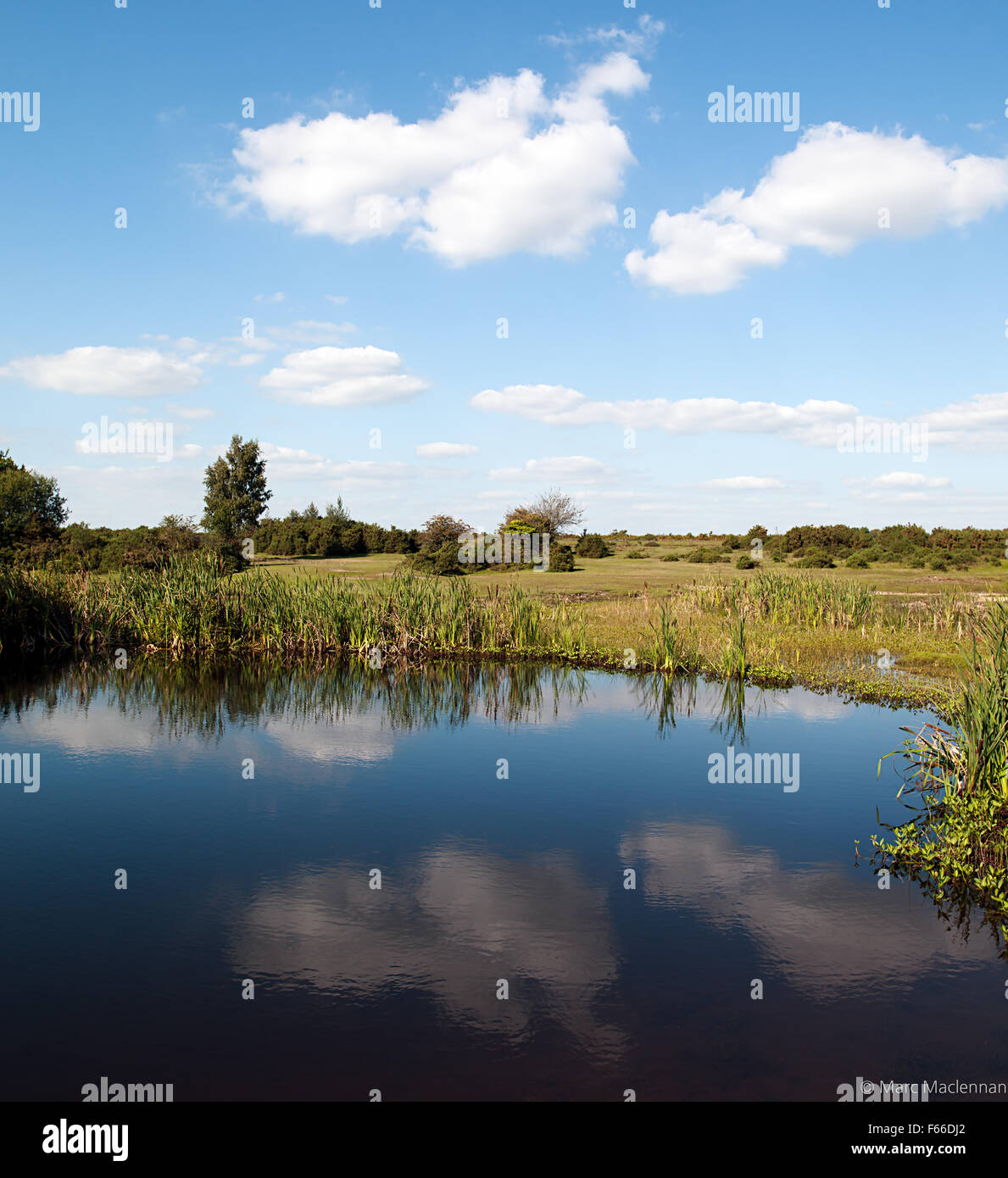 Hatchett pond hi-res stock photography and images - Alamy