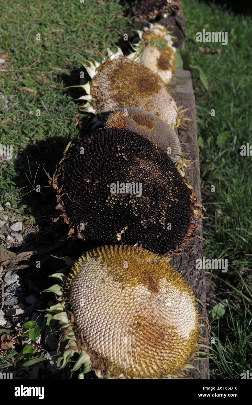 Drying sunflower hi-res stock photography and images - Alamy