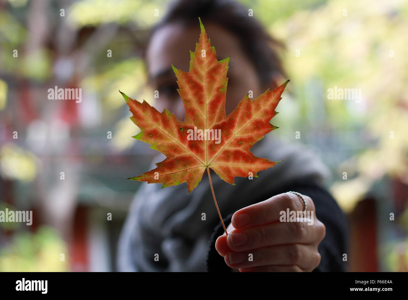 A woman holds a maple leaf during Autumn in Canada Stock Photo - Alamy