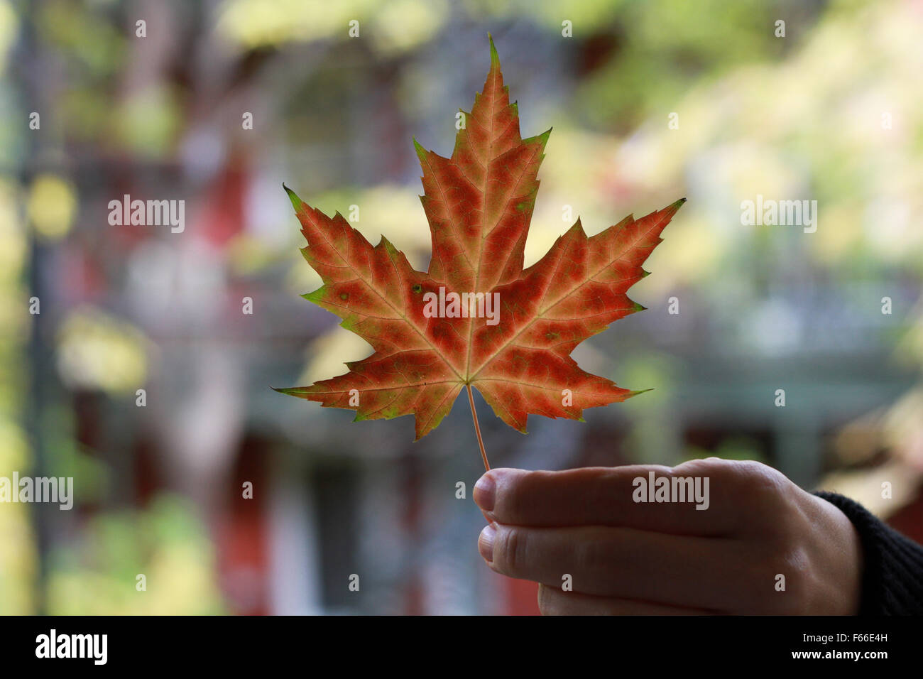 A woman holds a maple leaf during Autumn in Canada Stock Photo - Alamy