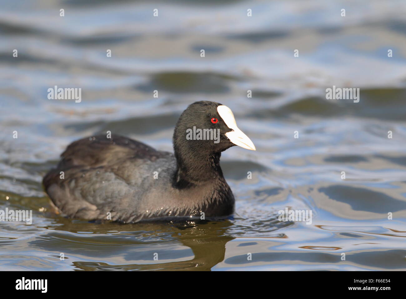 Common in japan hi-res stock photography and images - Alamy