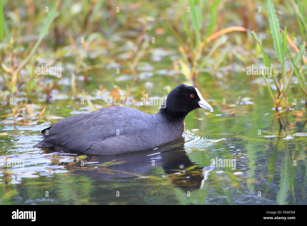 Eurasian or common coot (Fulica atra) in Japan Stock Photo - Alamy