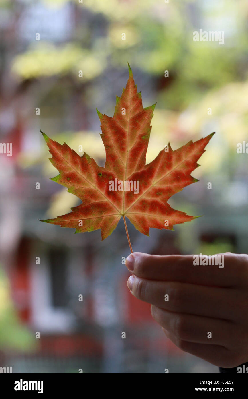 A woman holds a maple leaf during Autumn in Canada Stock Photo - Alamy