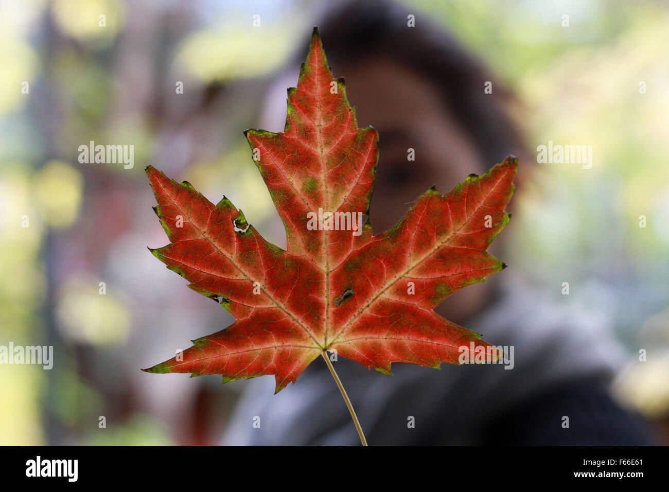 A woman holds a maple leaf during Autumn in Canada Stock Photo - Alamy