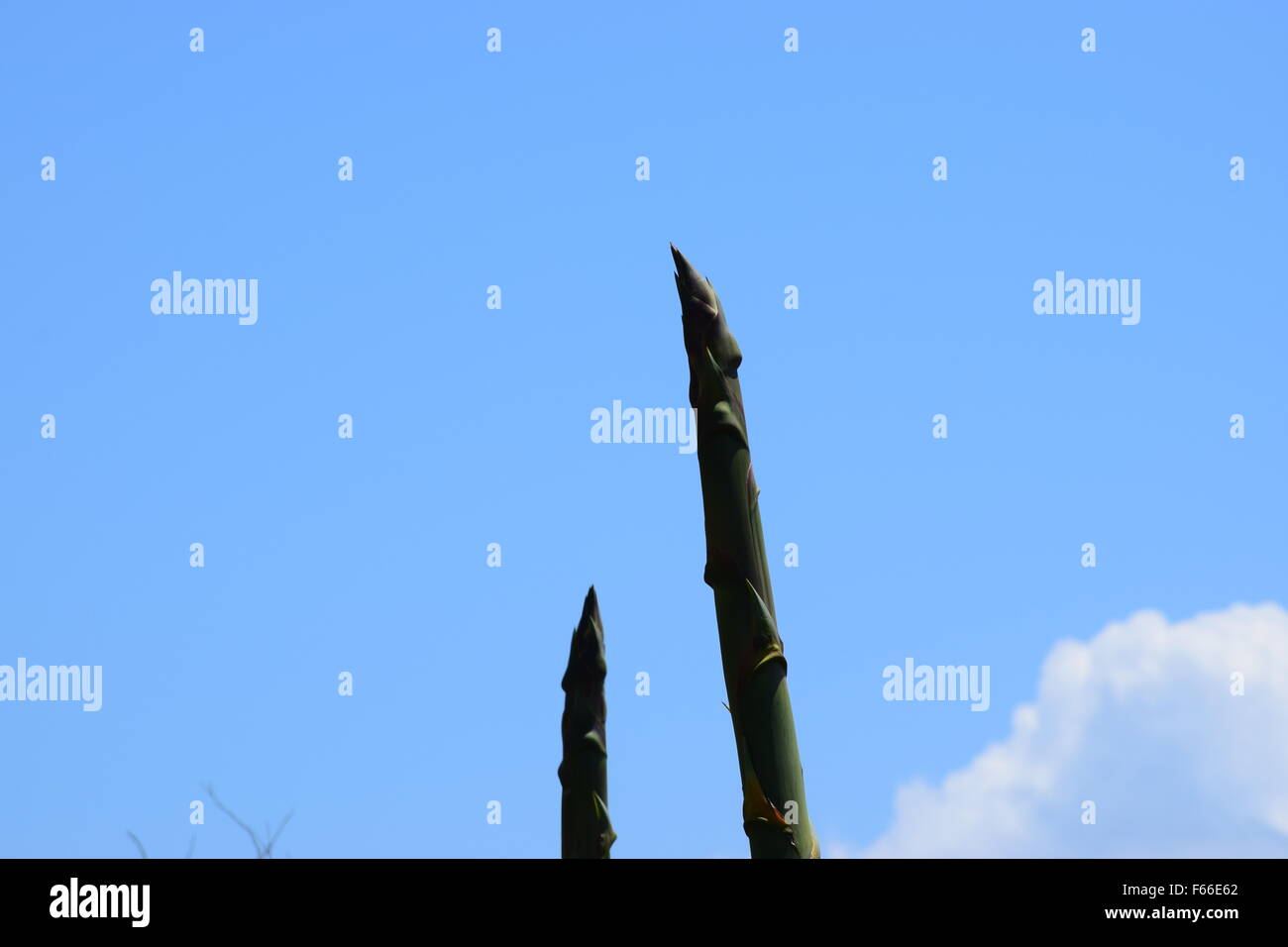 close up of the amazing tall plants that grow naturally along the east ...