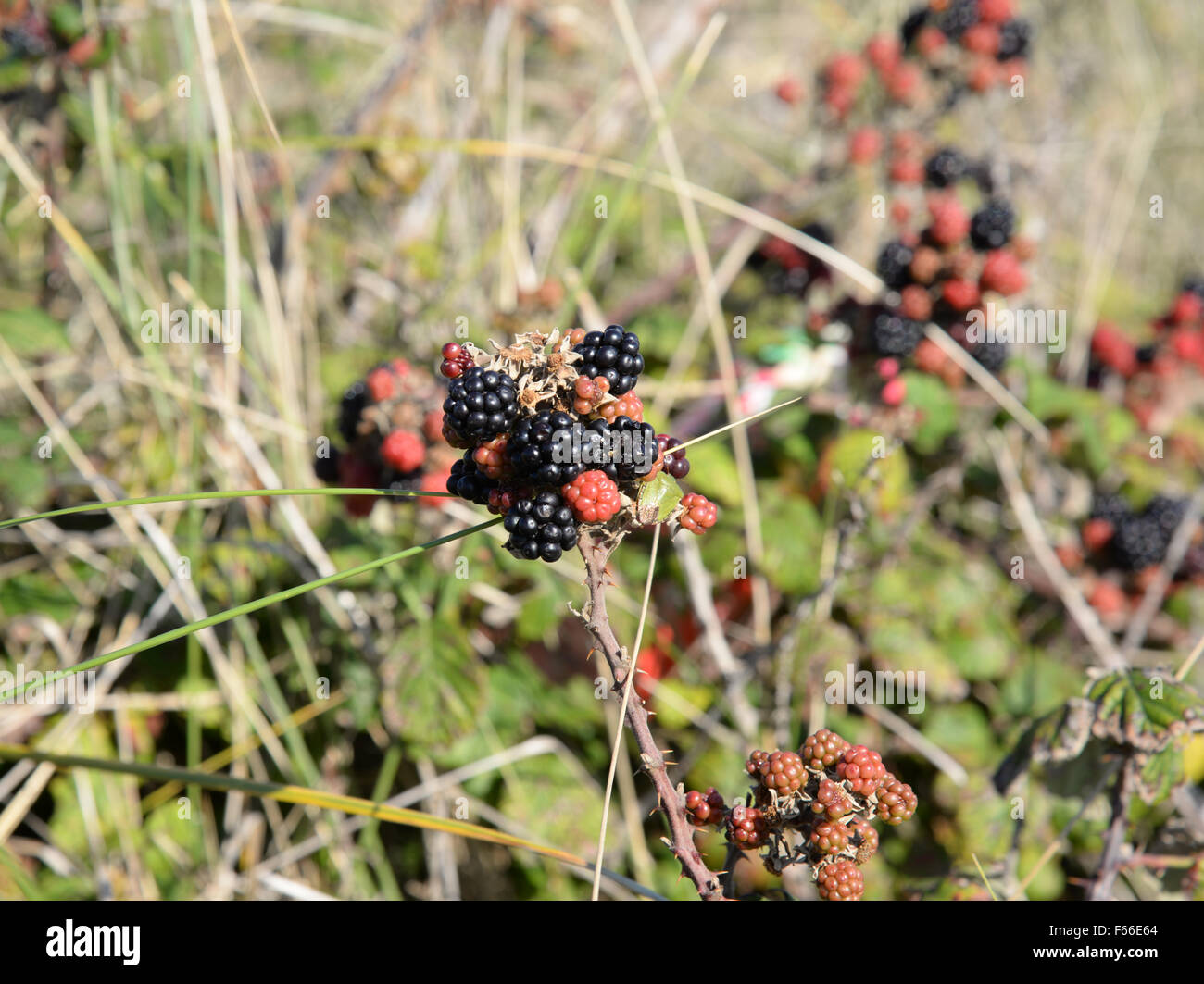 Blackberry river hi-res stock photography and images - Alamy