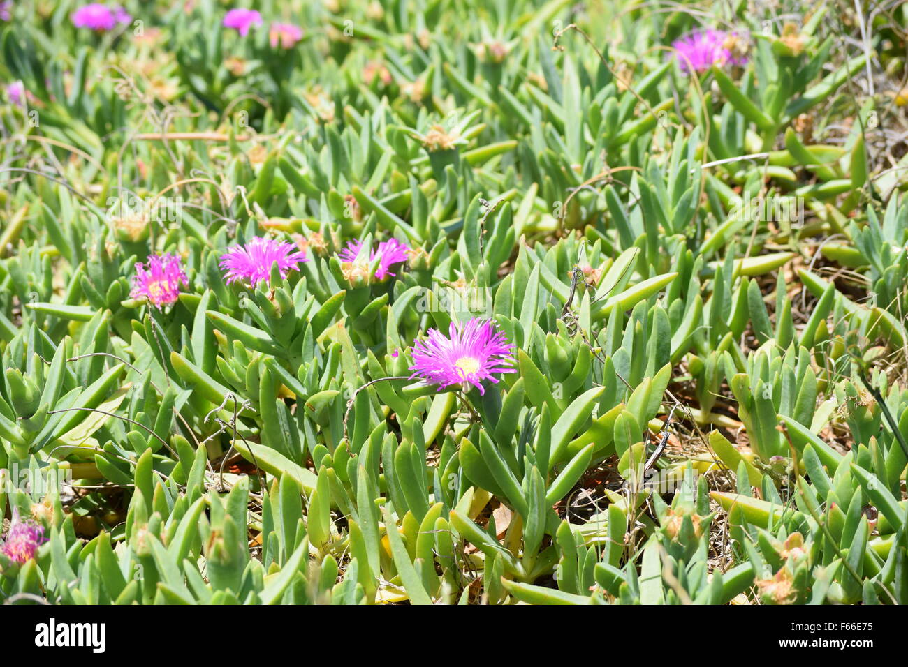 beautiful native flowers growing by the beach on Australia's east coast ...