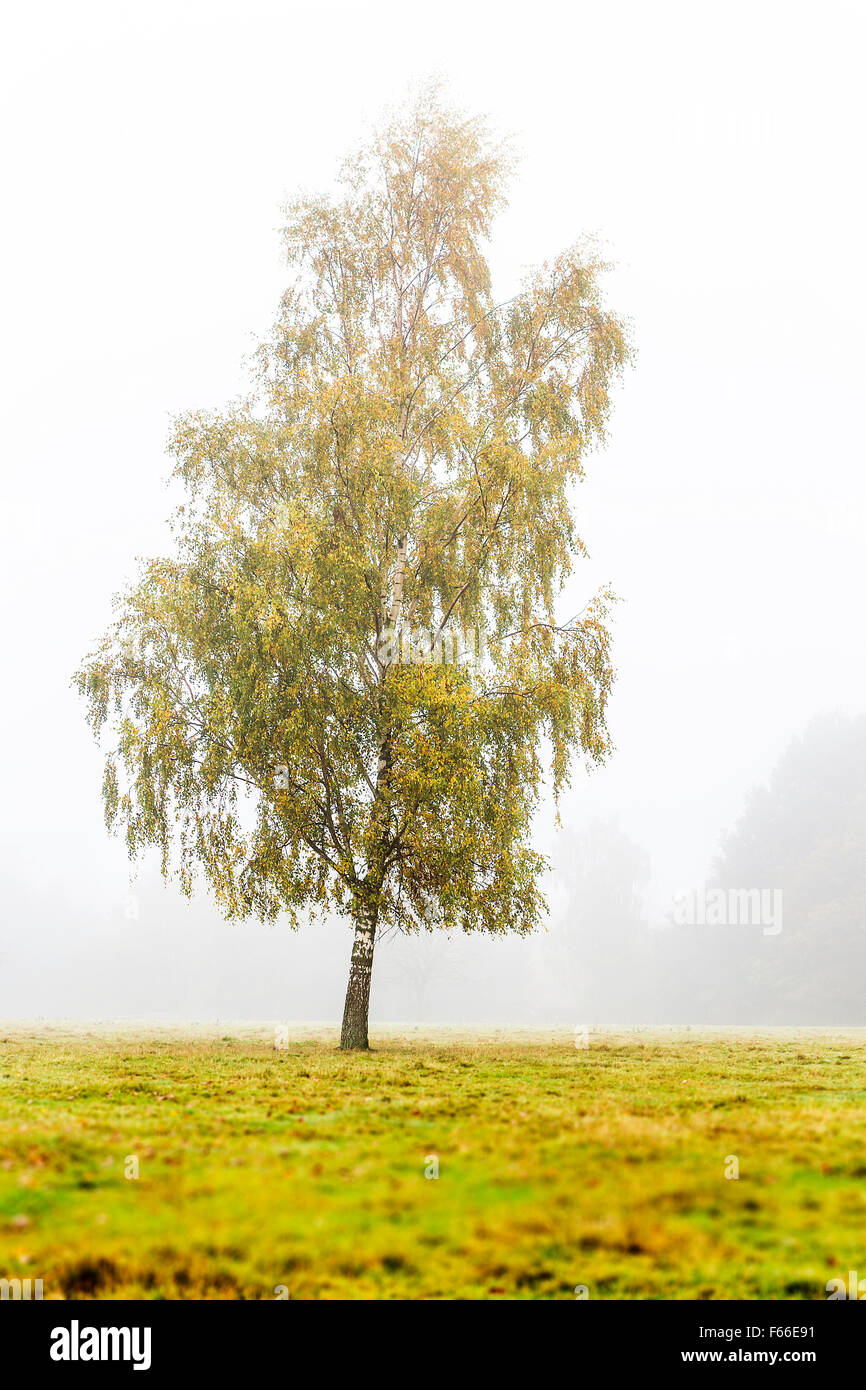 Leaning Birch tree in the fields at Marbury Park, Comberbach, Northwich ...