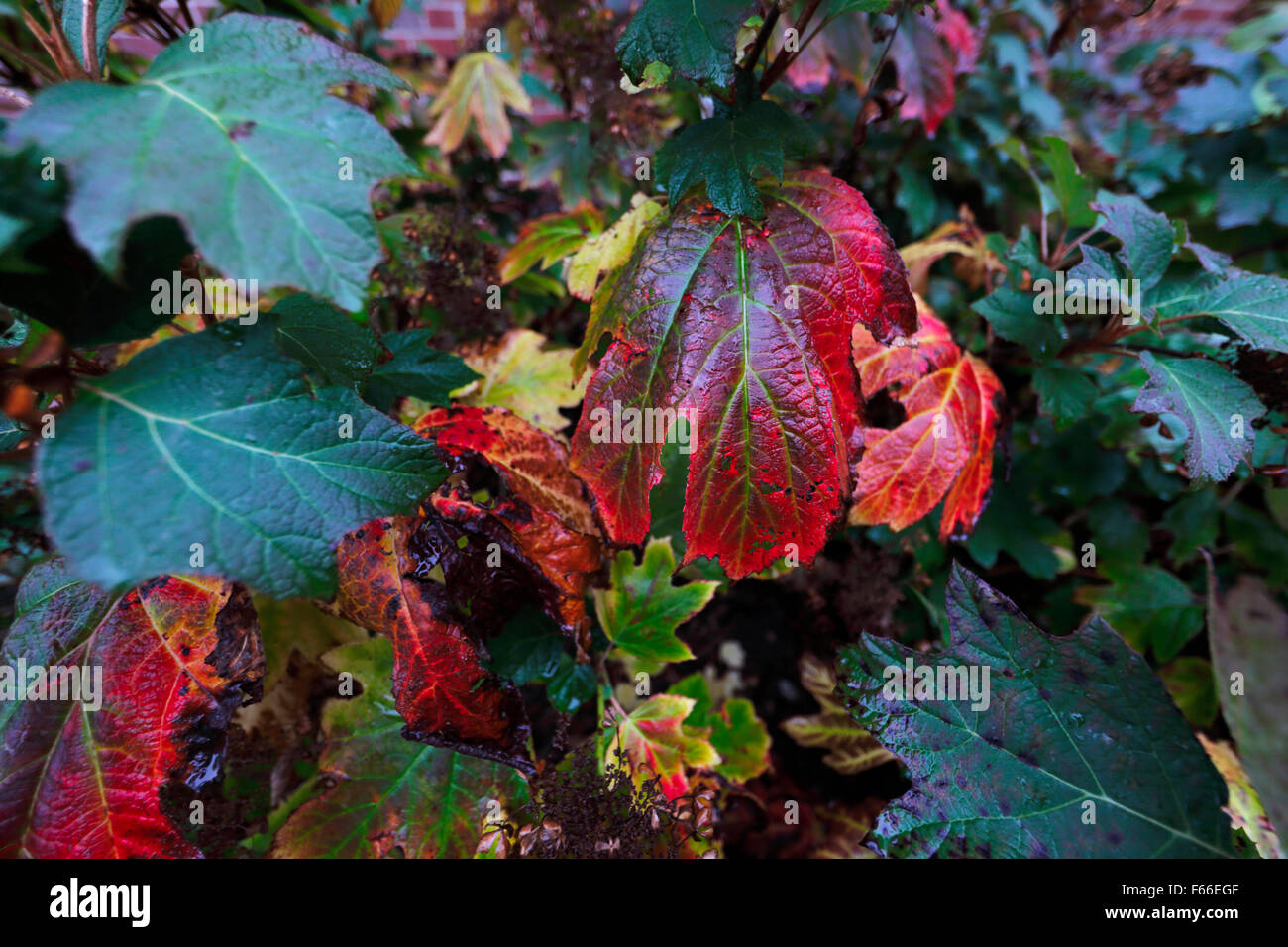 Red hydrangea quercifolia hi-res stock photography and images - Alamy