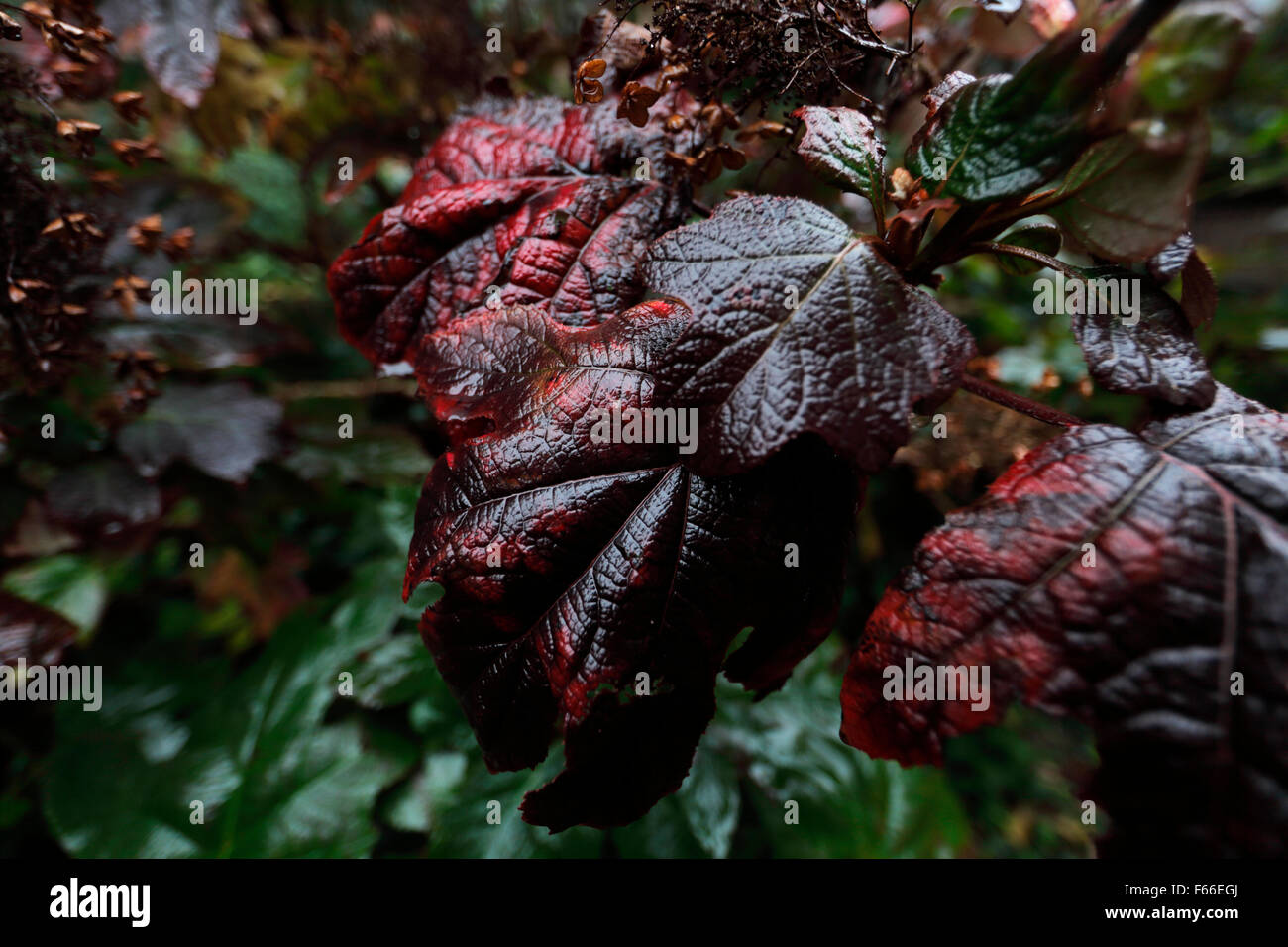 Red tinged oak-leaf hydrangea leaves Stock Photo - Alamy
