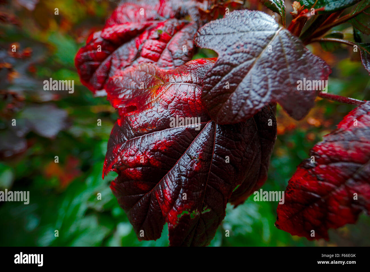 Red tinged oak-leaf hydrangea leaves Stock Photo - Alamy