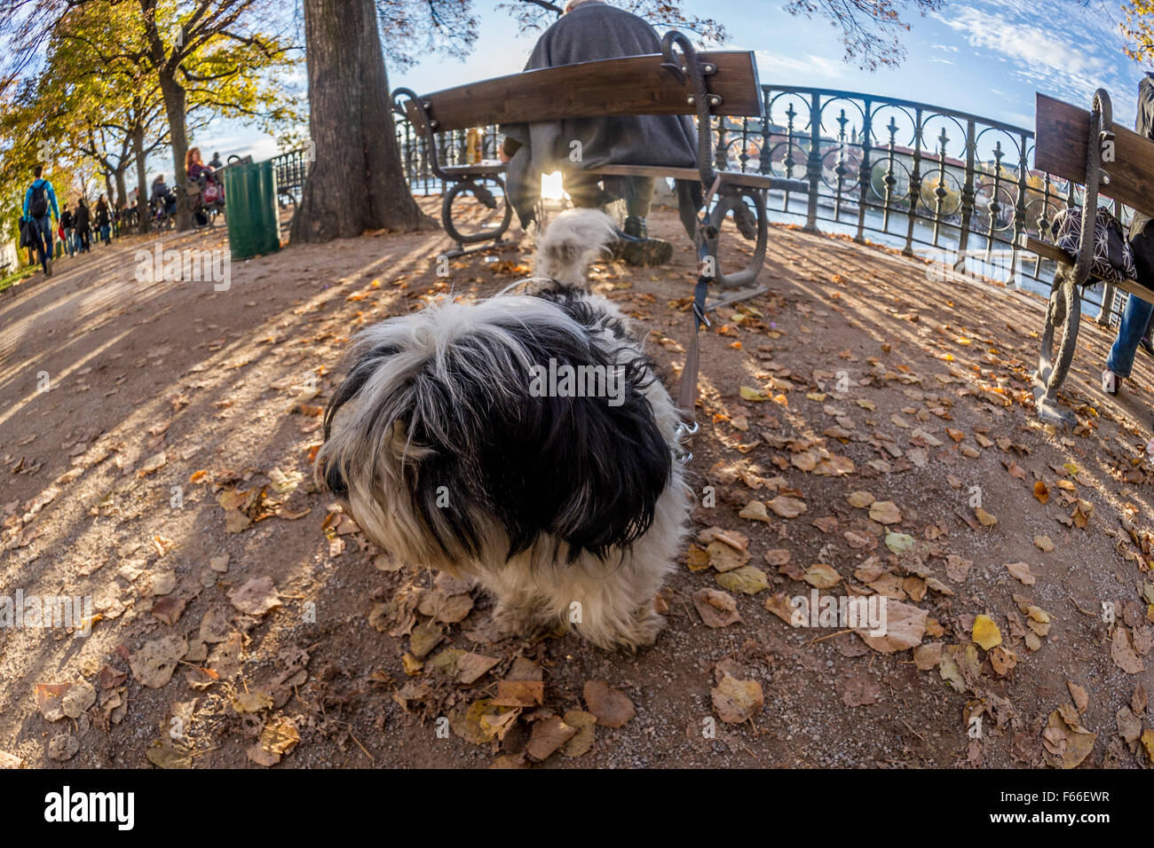 A wideangle view of a Shih Tzu with the sun shining through Stock Photo ...