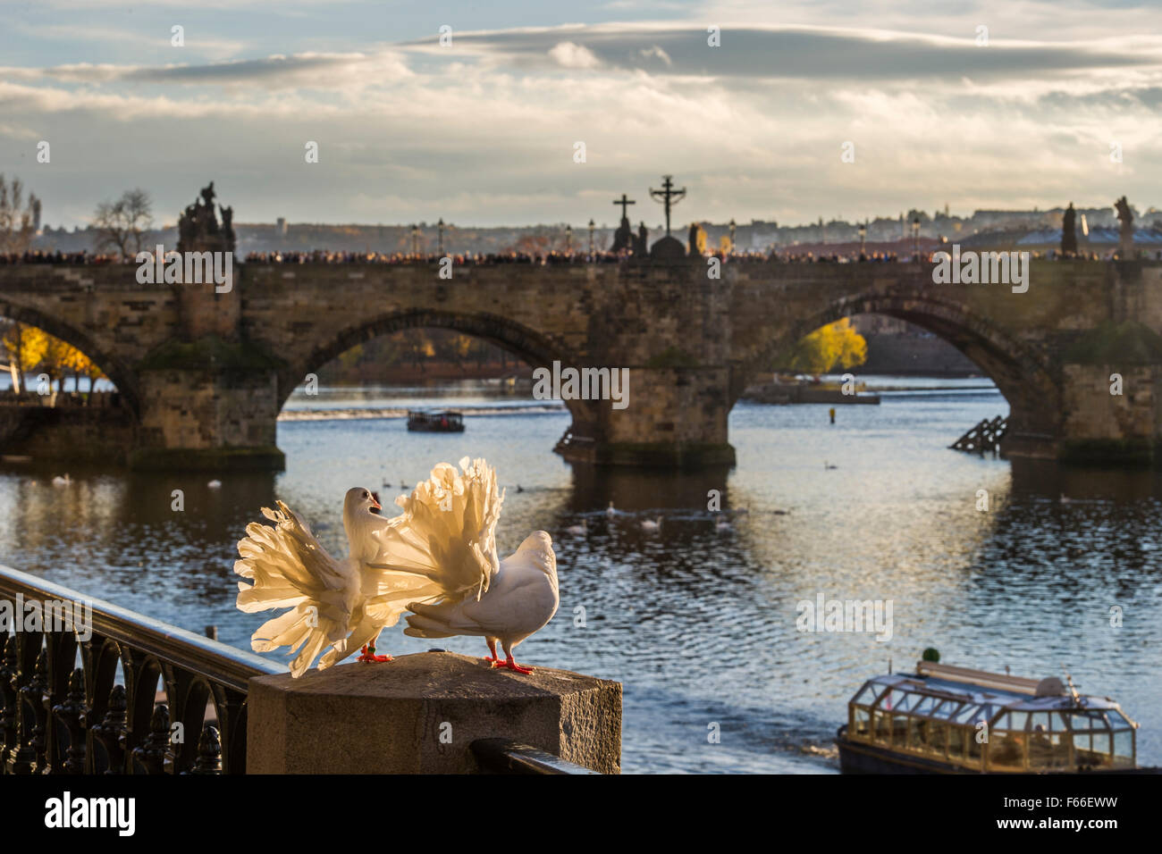 Fantail dove in the sunlight with Charles Bridge in the background in ...