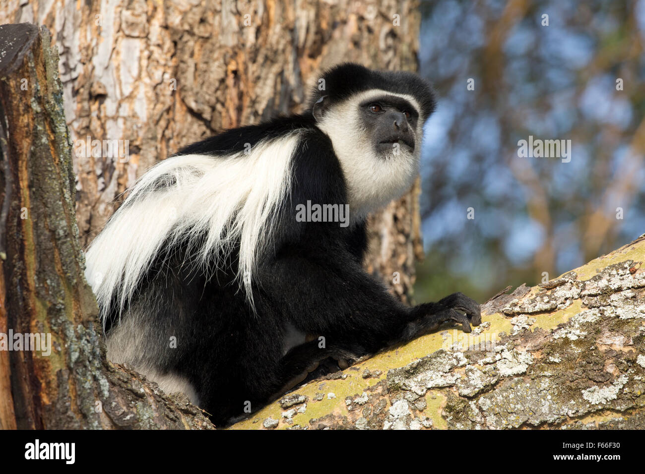 Monkey tree trunk hi-res stock photography and images - Alamy
