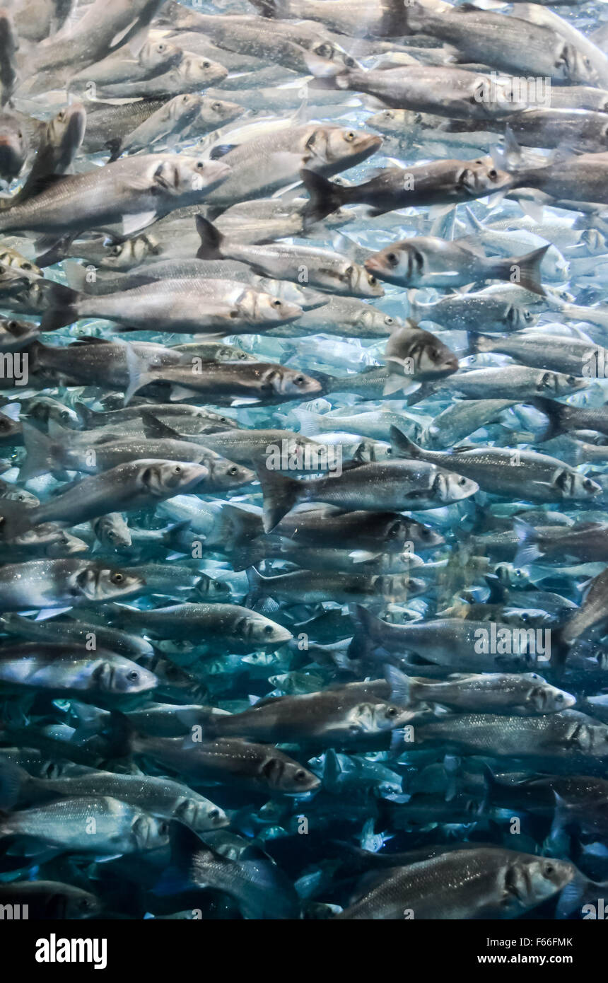 School of Silver Gray Fish Stock Photo - Alamy