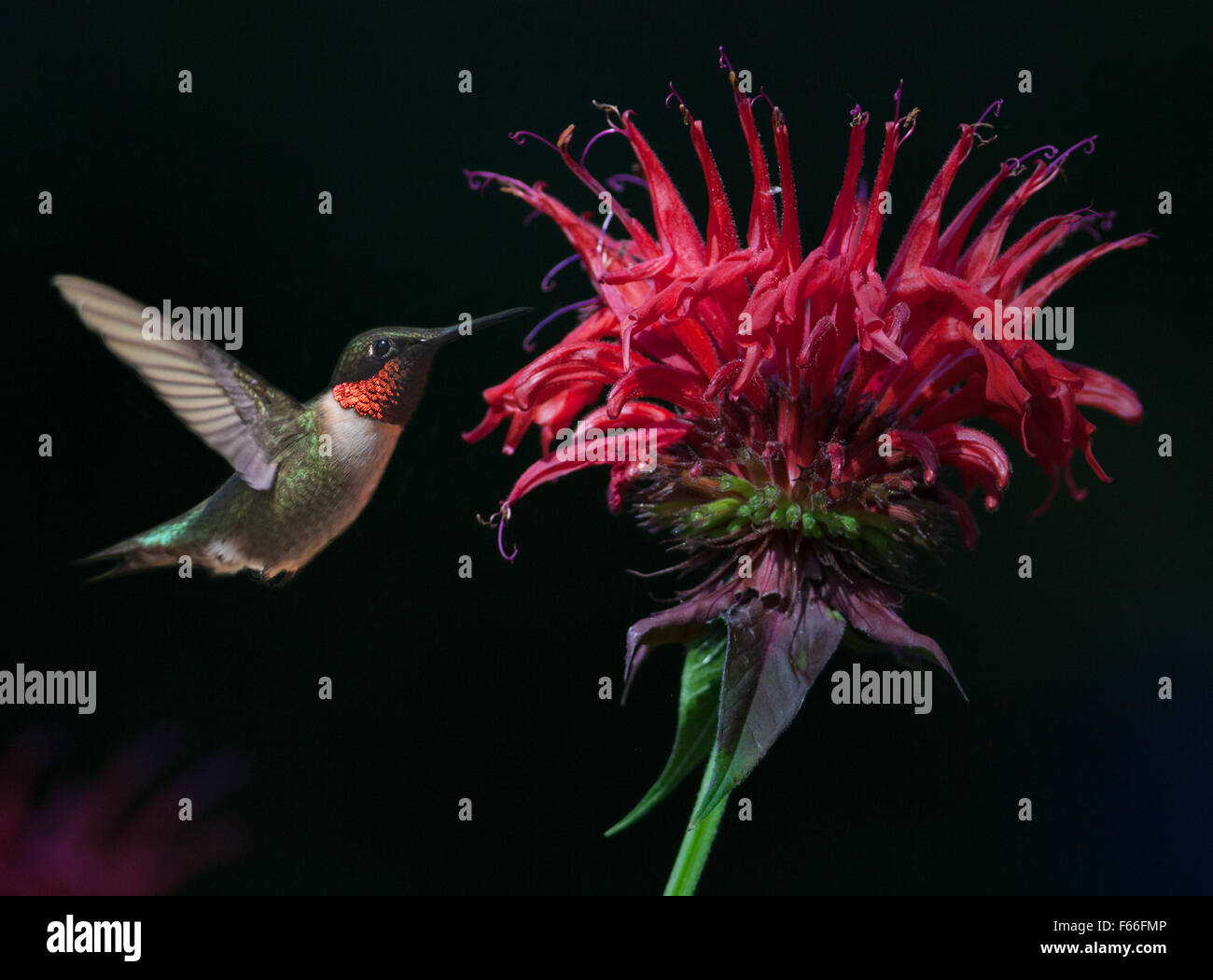 Male Ruby-throated Hummingbird (Archilochus colubris) on Bee Balm Stock ...