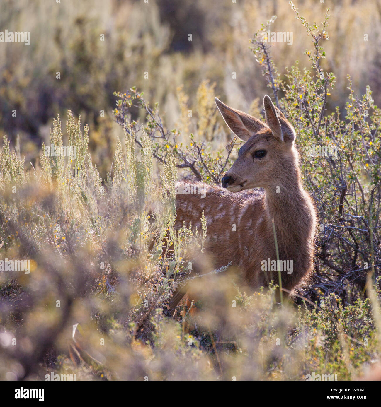 Mule Deer Fawn (Odocoileus hemionus) in the high desert of Bridgeport ...
