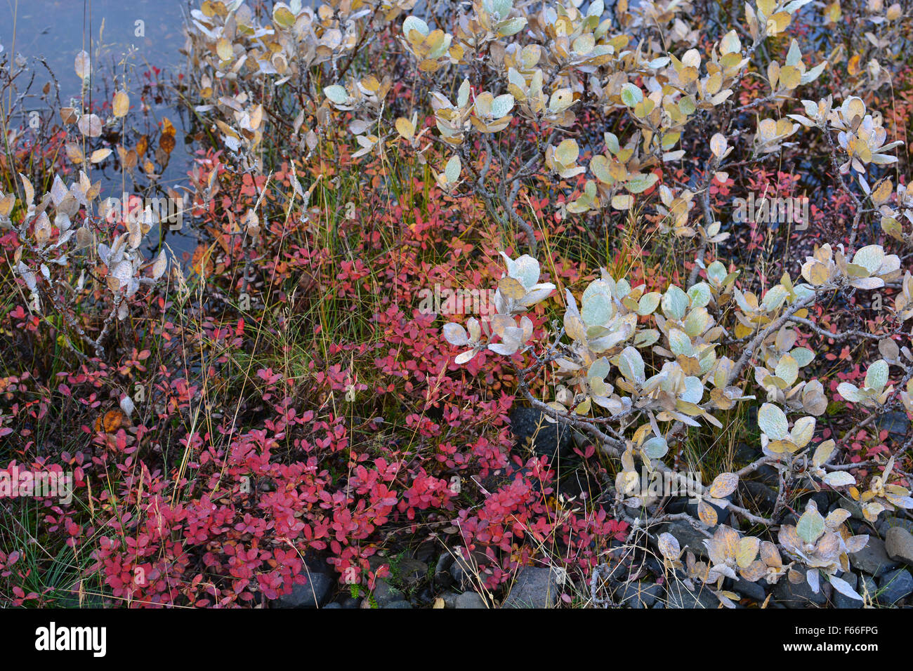 Typical flora in Skaftafell National Park, Iceland Stock Photo - Alamy