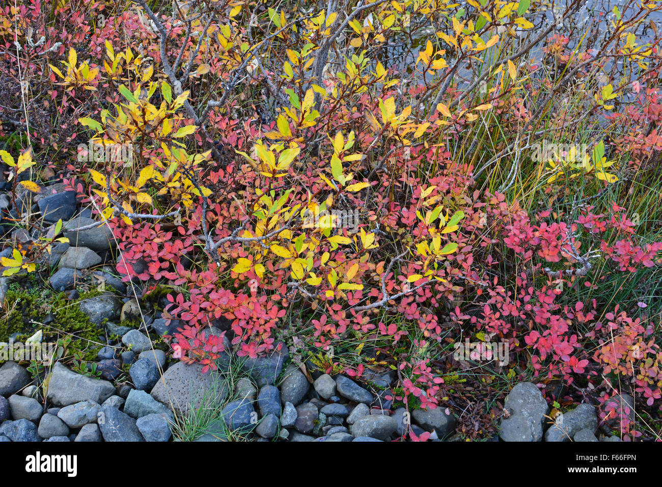 Typical flora in Skaftafell National Park, Iceland Stock Photo - Alamy