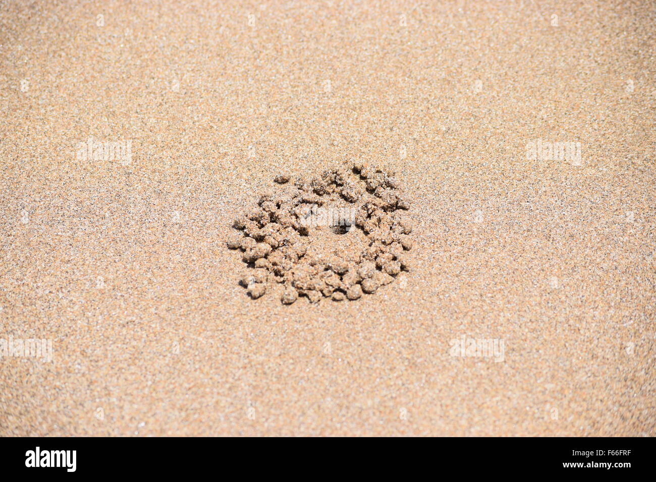 little clumps of sand around a small crab hole on the beach Stock Photo ...