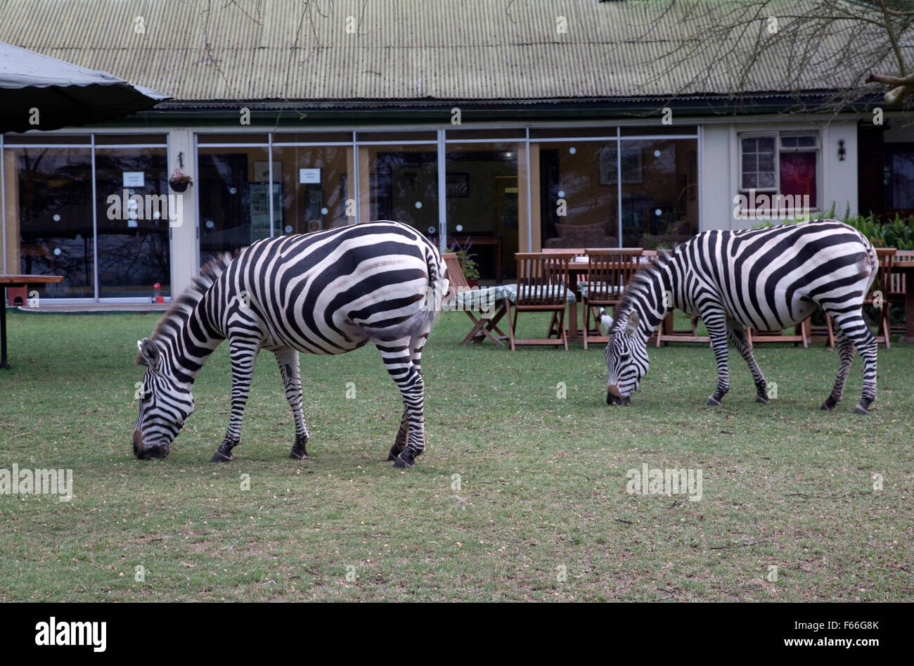 Zebra grazing on lawn outside Lodge Elsamere Lake Naivasha Kenya Stock ...