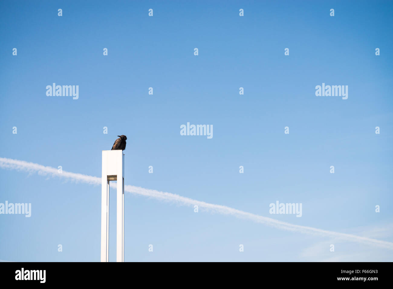Photo of a crow looking in the direction of an aeroplane trail Stock ...