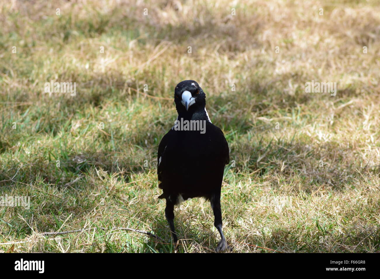 Cheeky magpie coming over to say hello Stock Photo - Alamy