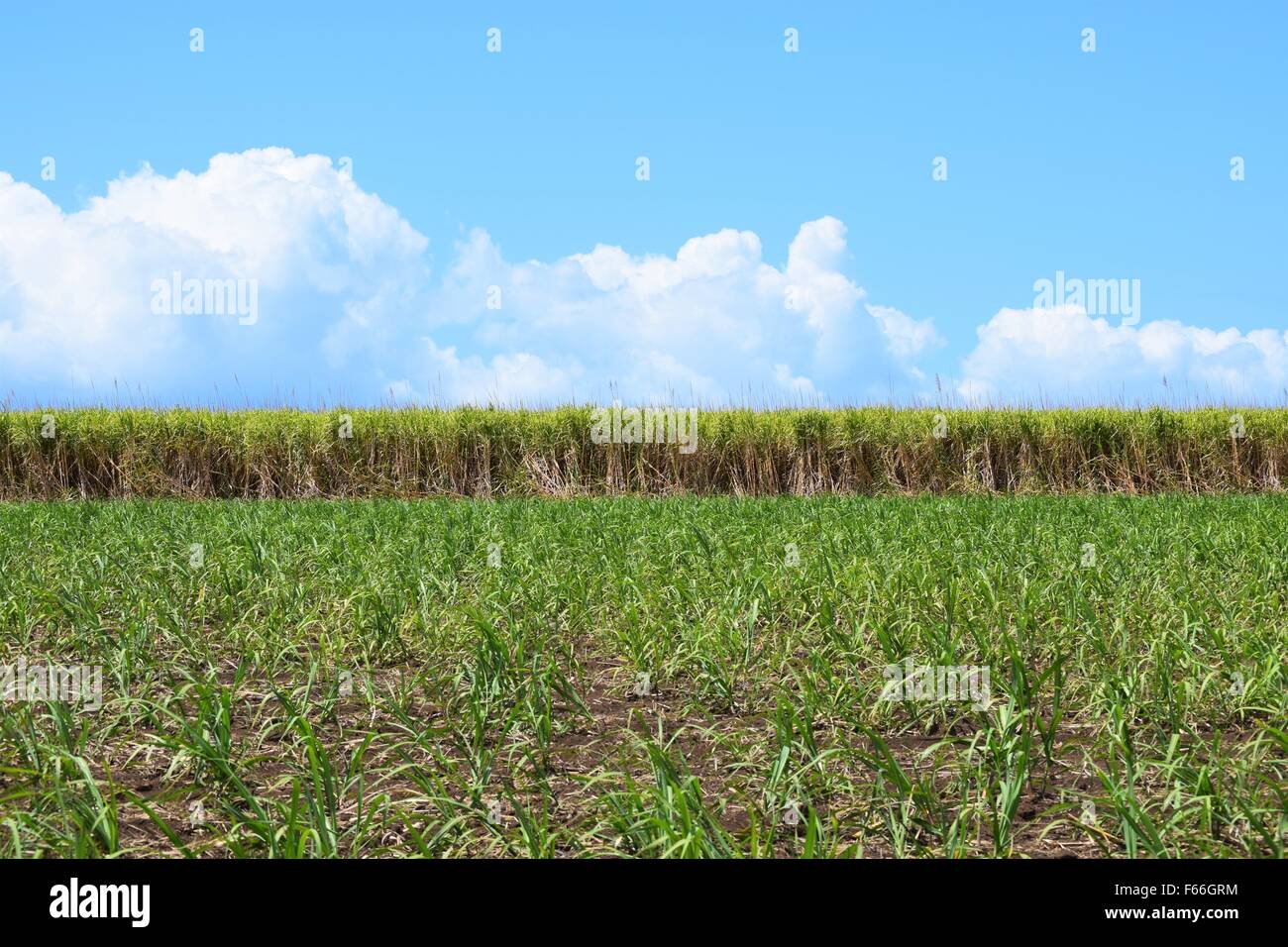 Sugar cane crop growing in Bundaberg, Queensland, Australia, taller ...