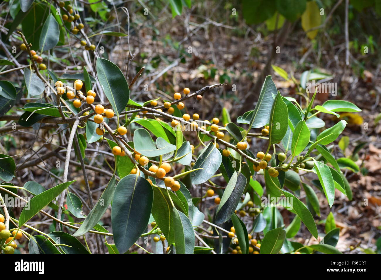 Tree with yellow berries growing naturally in a remote location whilst ...