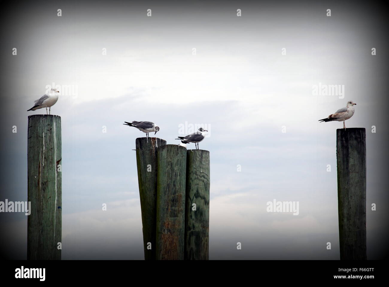 Birds On Posts Stock Photo - Alamy