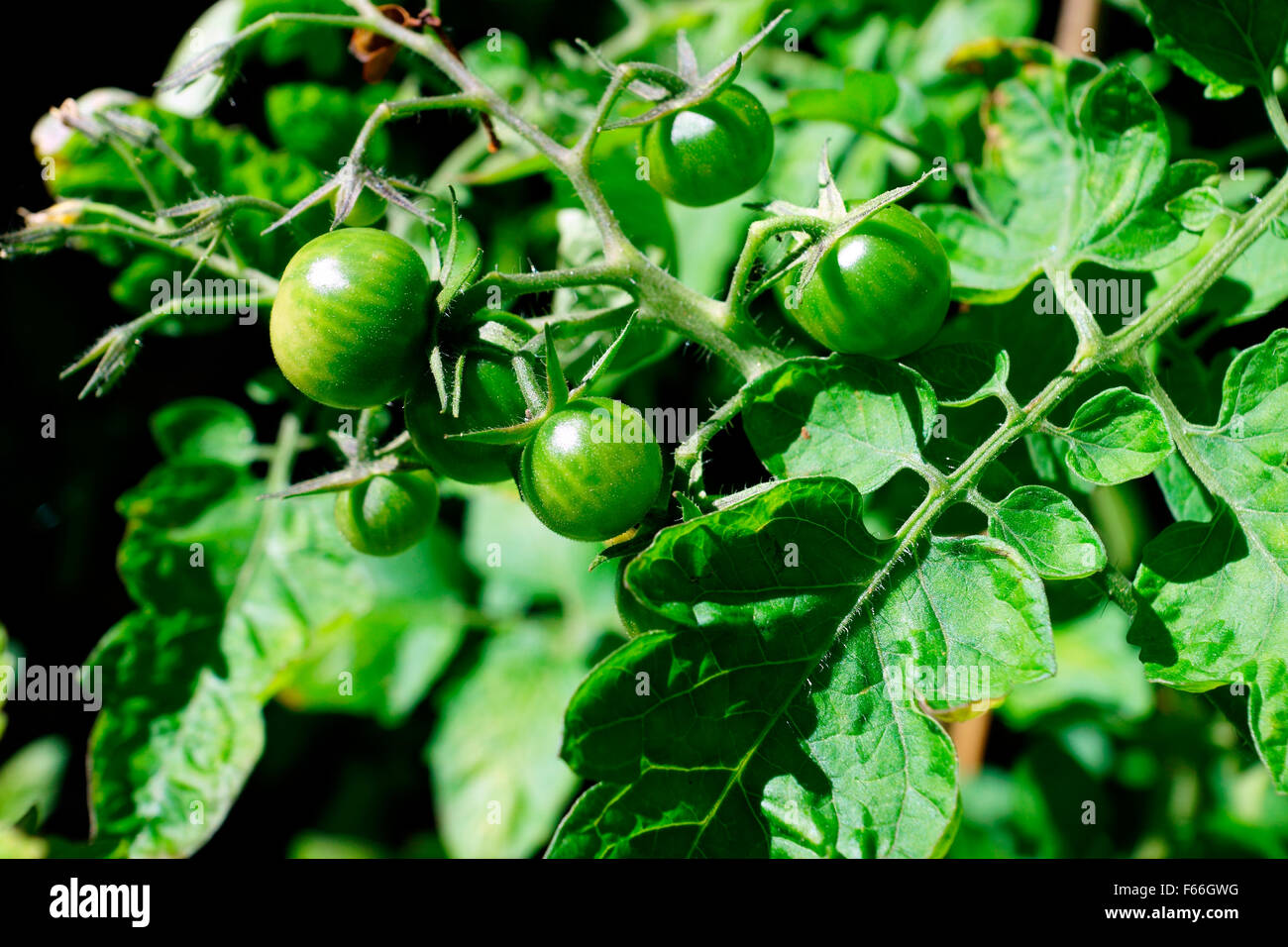 Tomato bush garden uk hi-res stock photography and images - Alamy