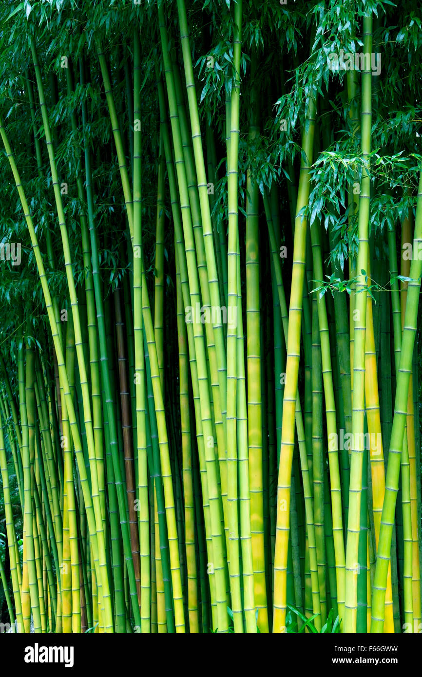 Lush green bamboo nature background Stock Photo - Alamy