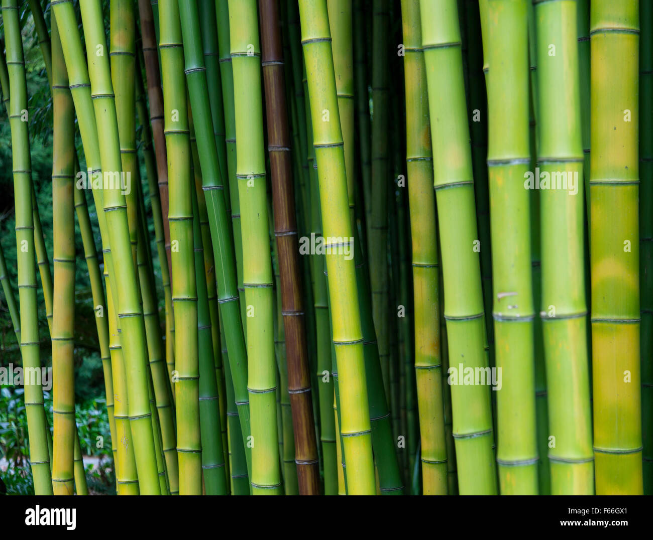 Lush green bamboo nature background Stock Photo - Alamy
