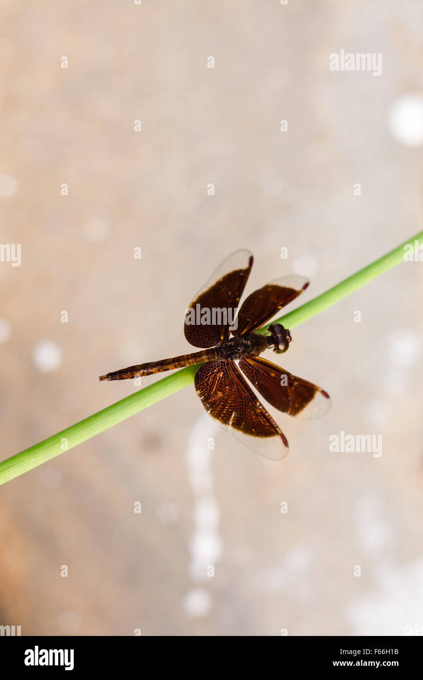 black dragonfly normal size on green leaf Stock Photo - Alamy
