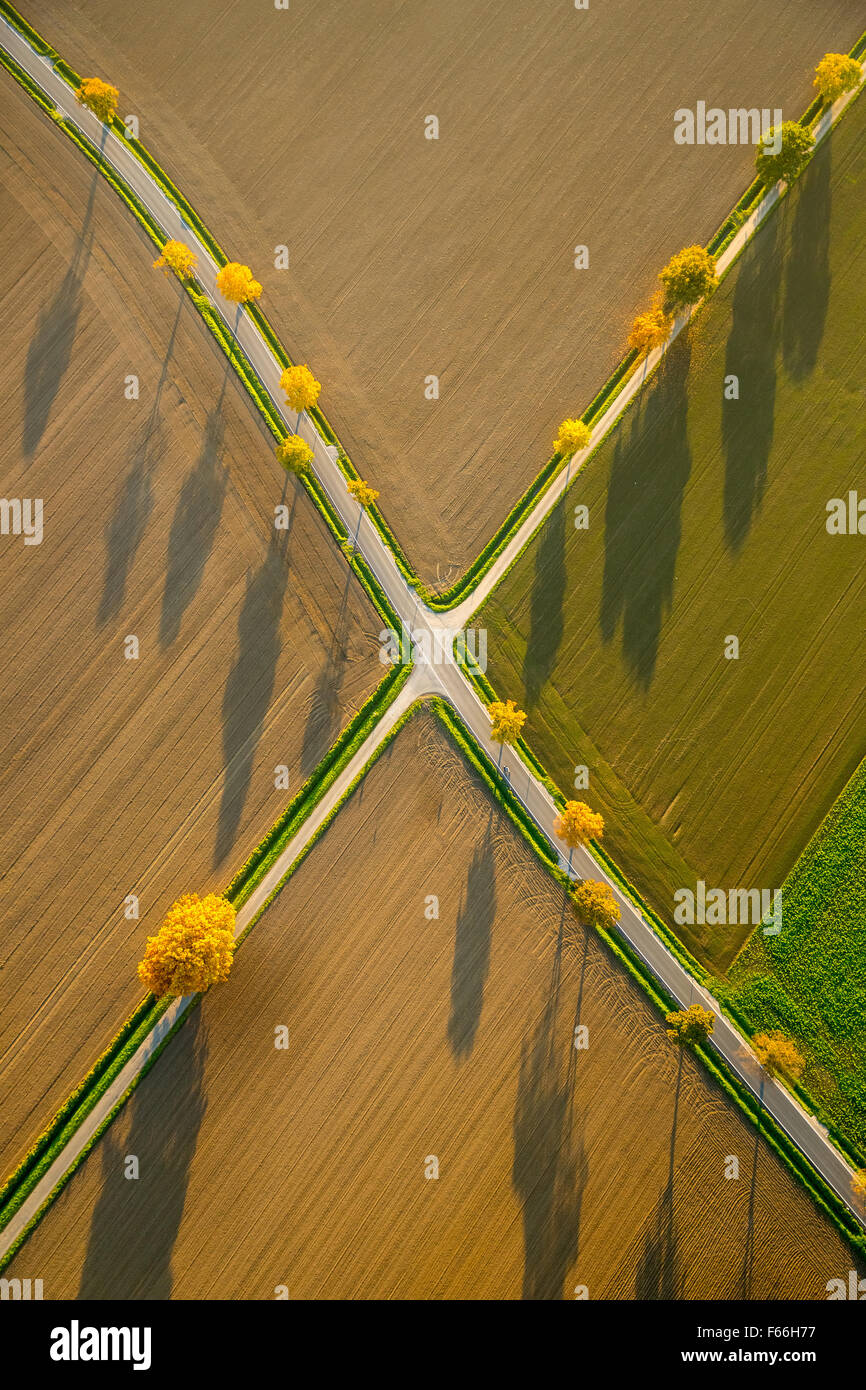 Street crossing in X-shape, Allee in X-shape, X, right-angled ...