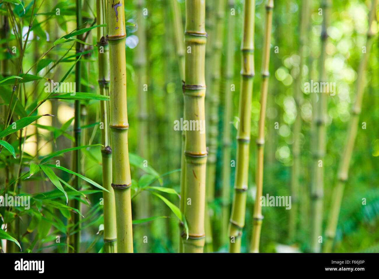 Lush green bamboo nature background Stock Photo - Alamy