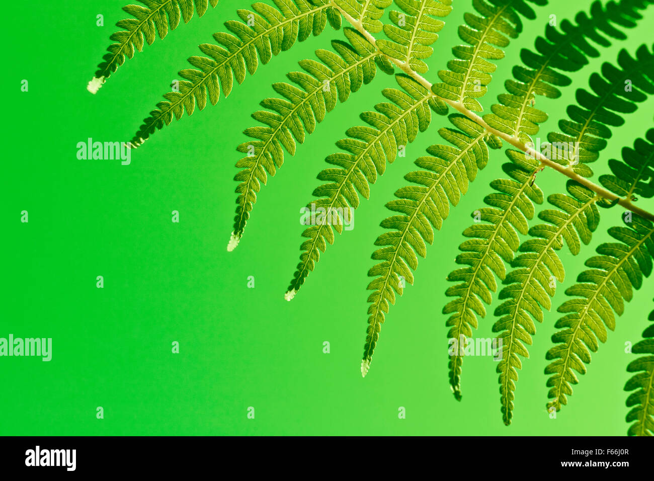 Fresh green New Zealand fern backgrounds Stock Photo - Alamy