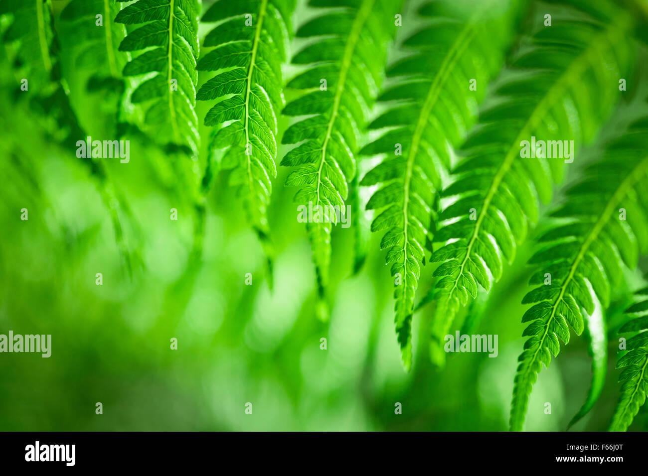 Fresh green New Zealand fern backgrounds Stock Photo - Alamy