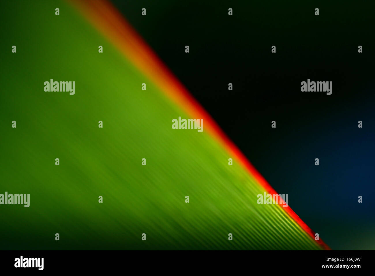 Fresh green abstract flax backgrounds. Shallow depth of field Stock ...