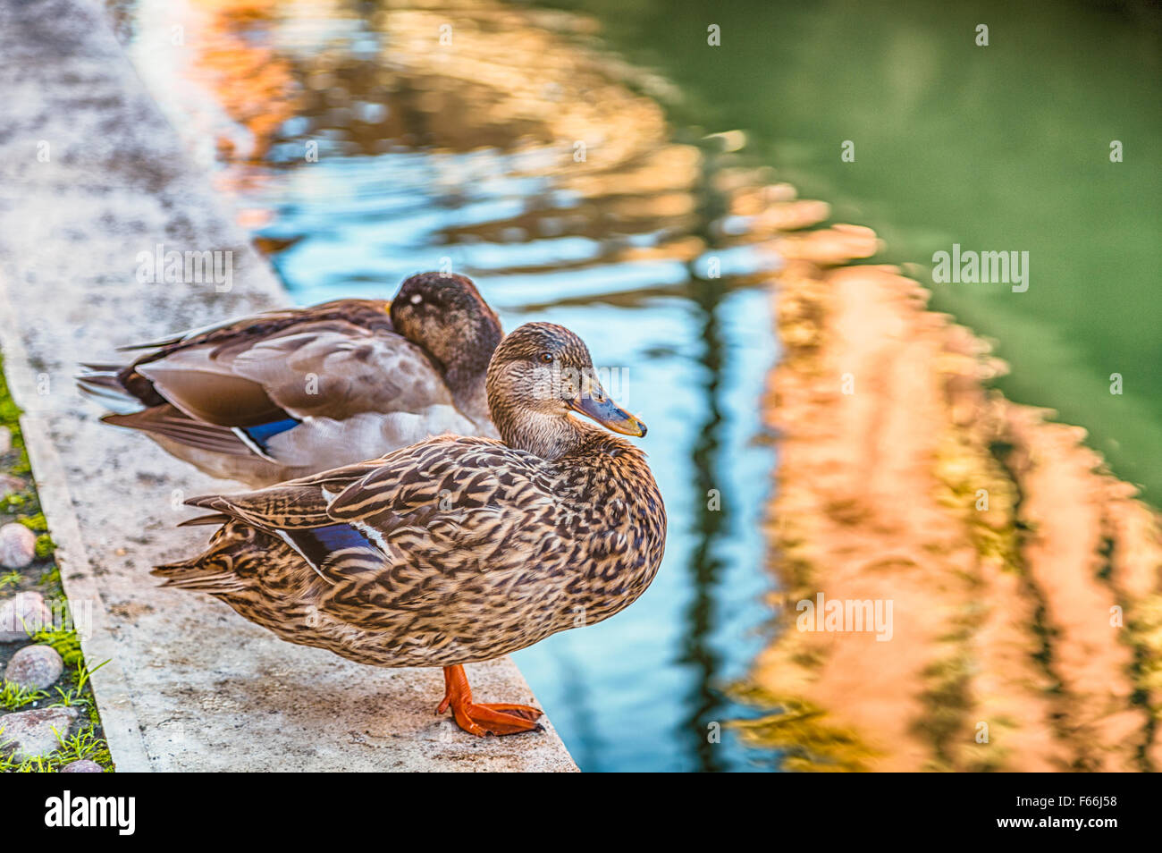 chilled ducks on the edge of a canal in a lagoon city Stock Photo - Alamy