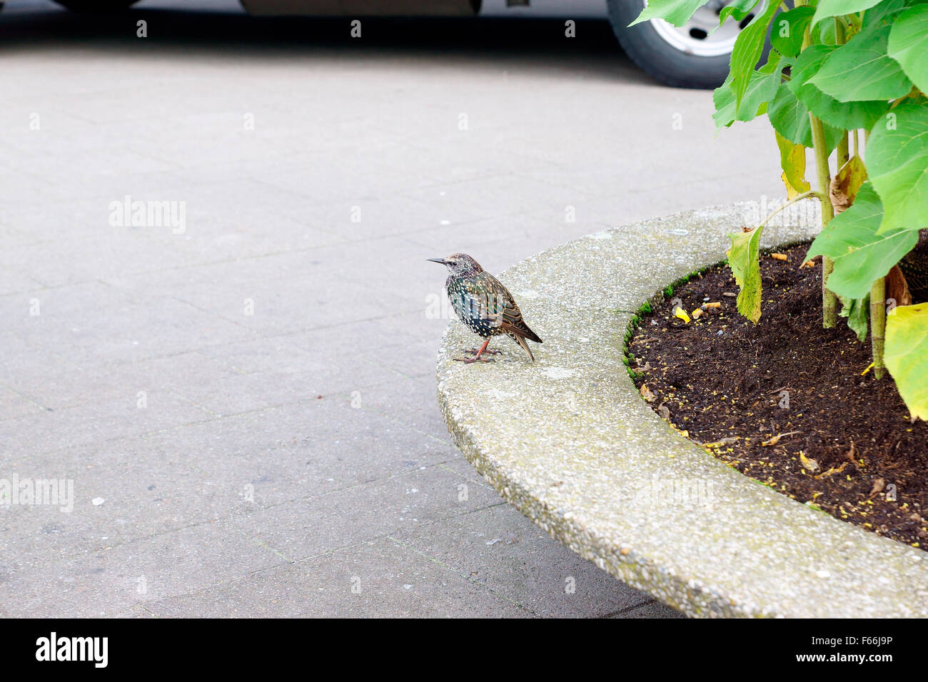Common starling worm hi-res stock photography and images - Alamy