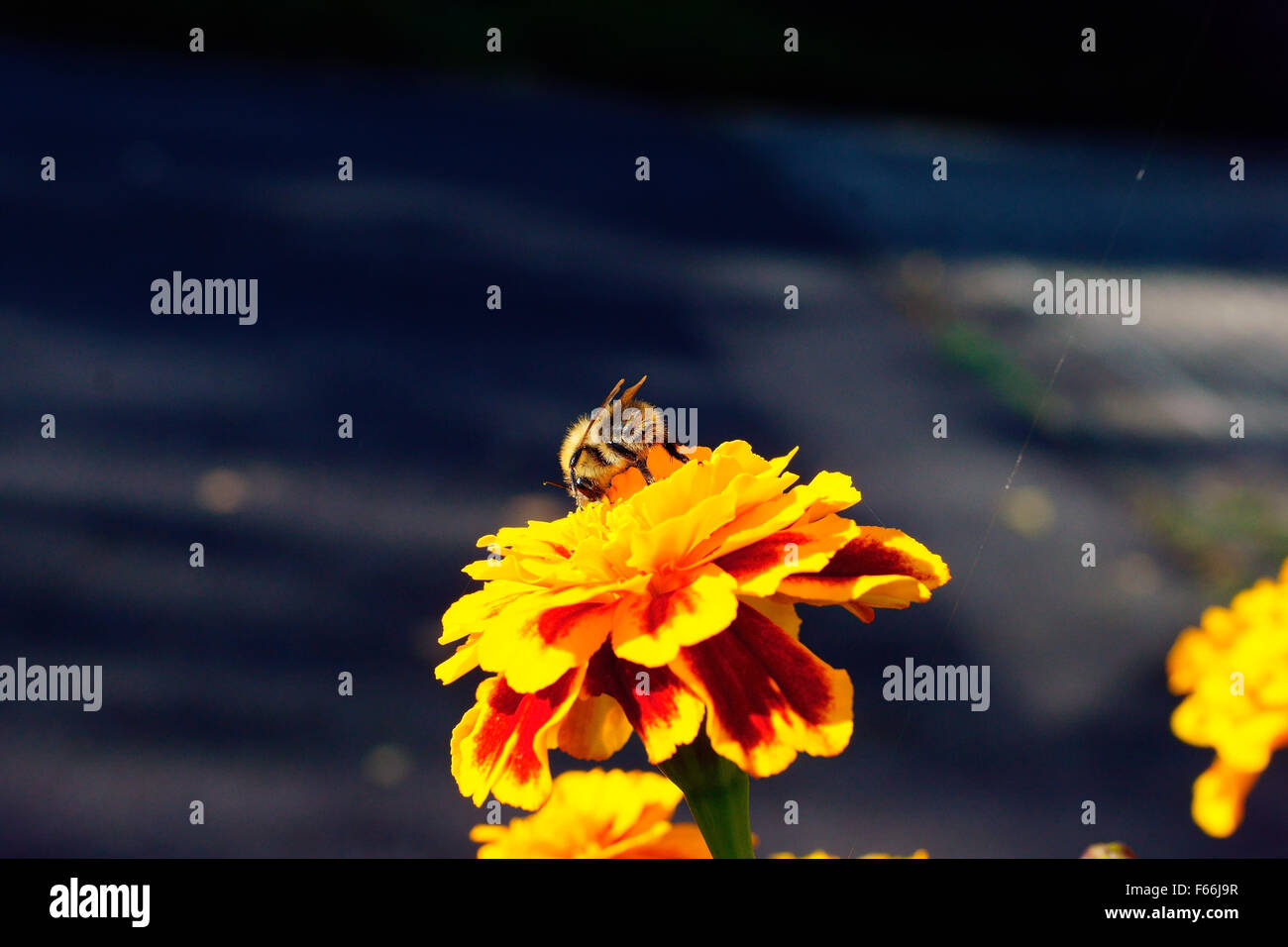 BUMBLE BEE COLLECTING NECTAR FROM MARIGOLD FLOWER Stock Photo - Alamy