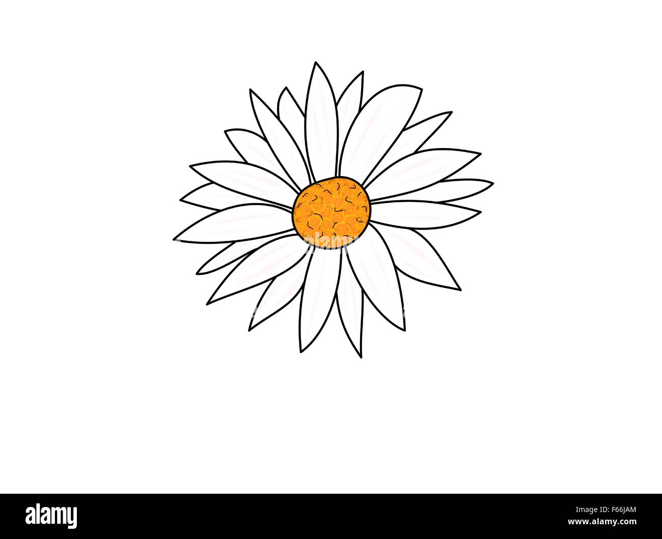 White flower of shasta daisy Stock Vector Images - Alamy