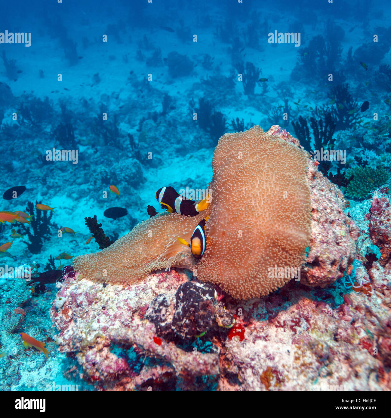 Anemonefish (Amphiprion sebae) in a sea anemone (Heteractis magnifica ...